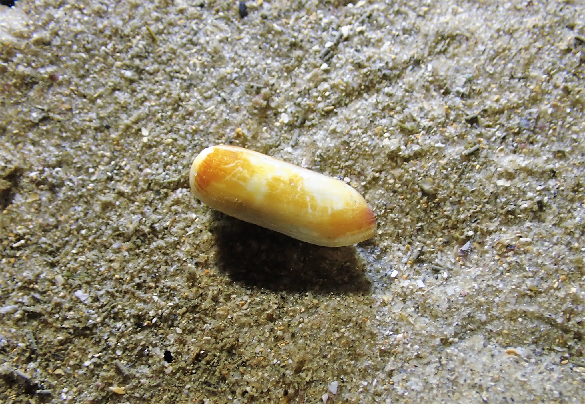 Mnestia H.Adams & A.Adams, 1854