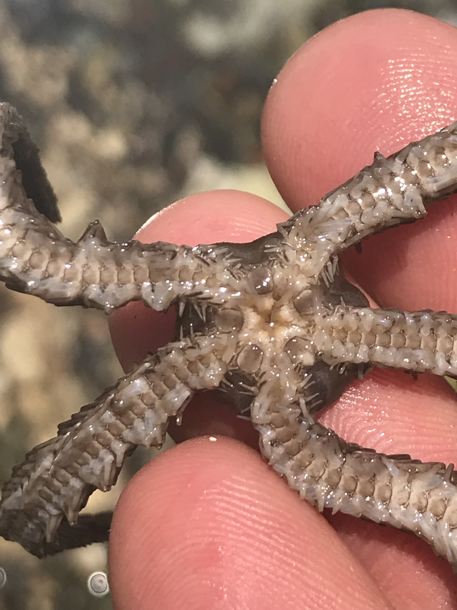Ophiocoma echinata (Lamarck, 1816)