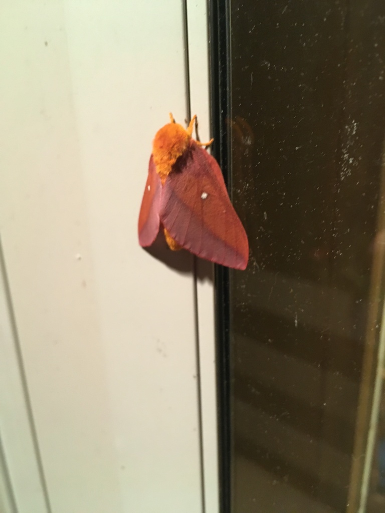 Pink-striped Oakworm Moth in August 2021 by friendofallfrogs · iNaturalist