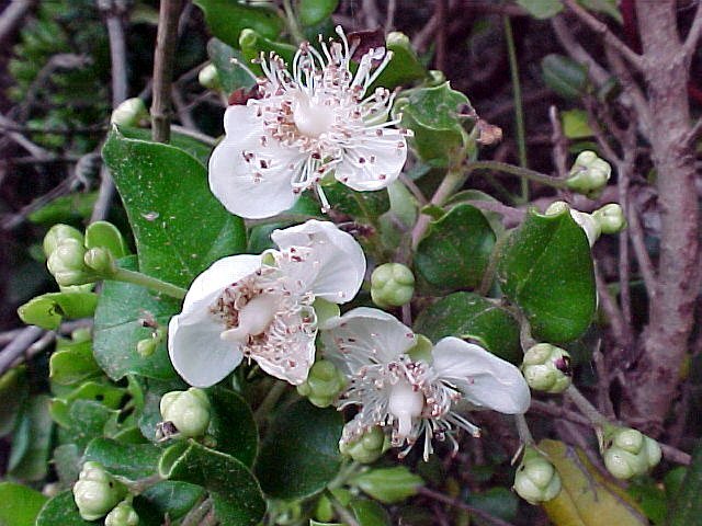 myrtle family (Myrtaceae) - Botanical Realm