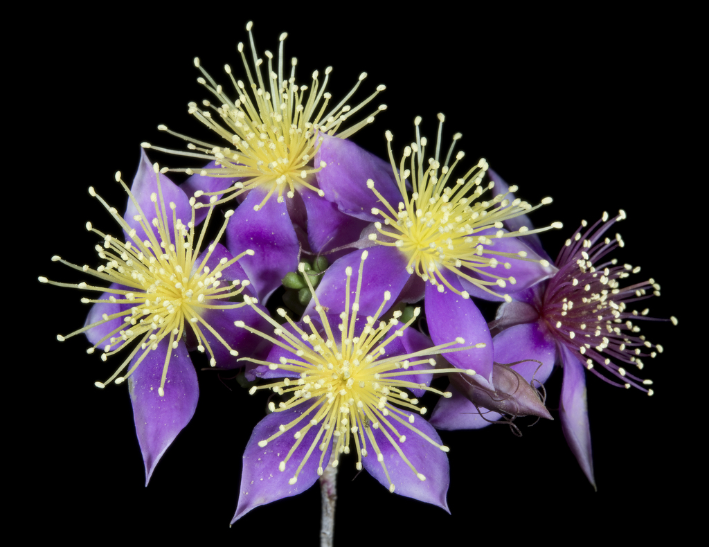 myrtle family (Myrtaceae) - Botanical Realm