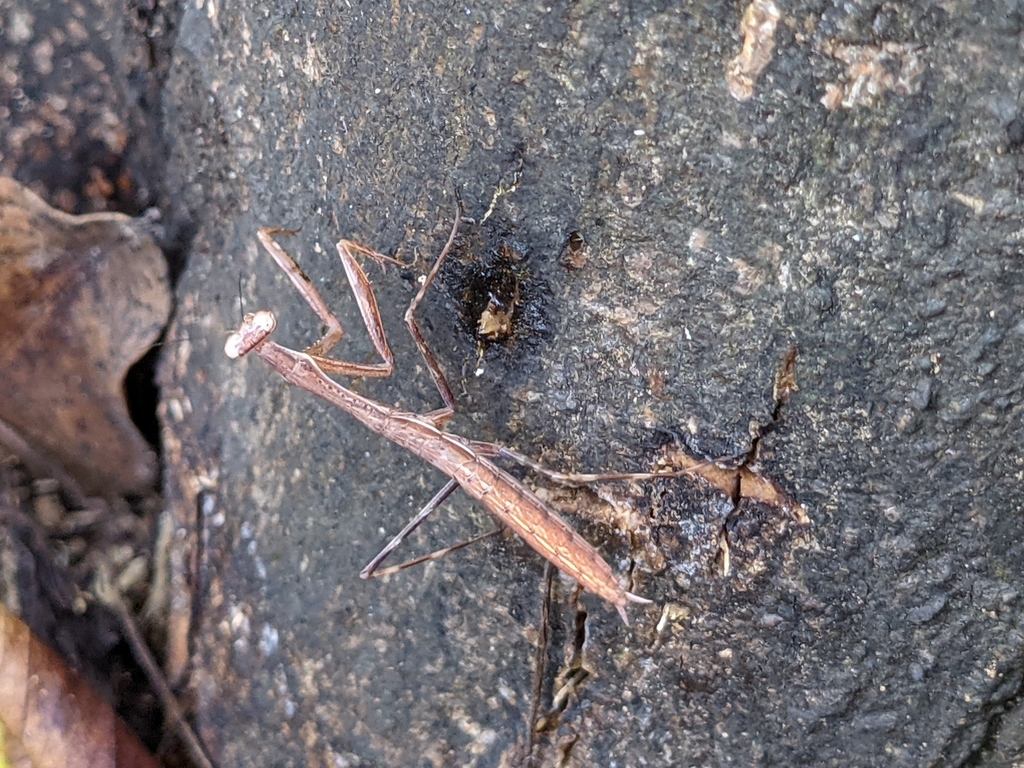 Asian Jumping Mantis from 312台灣新竹縣橫山鄉橫山村 on August 02, 2021 at 10:23 AM ...