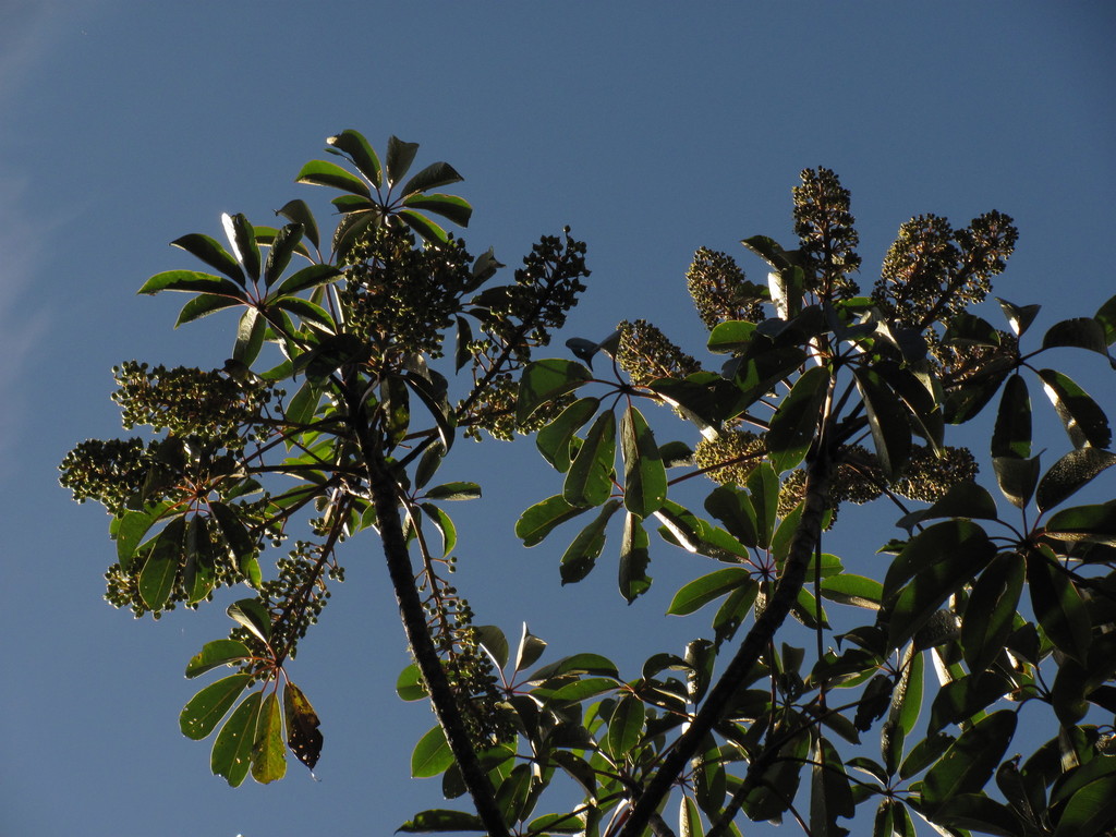 Yuco (Árboles de Subachoque) · iNaturalist