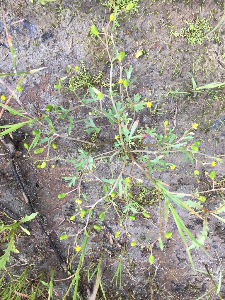 Ranunculus sceleratus multifidus from Yukon, Yukon, Canada on August 12 ...