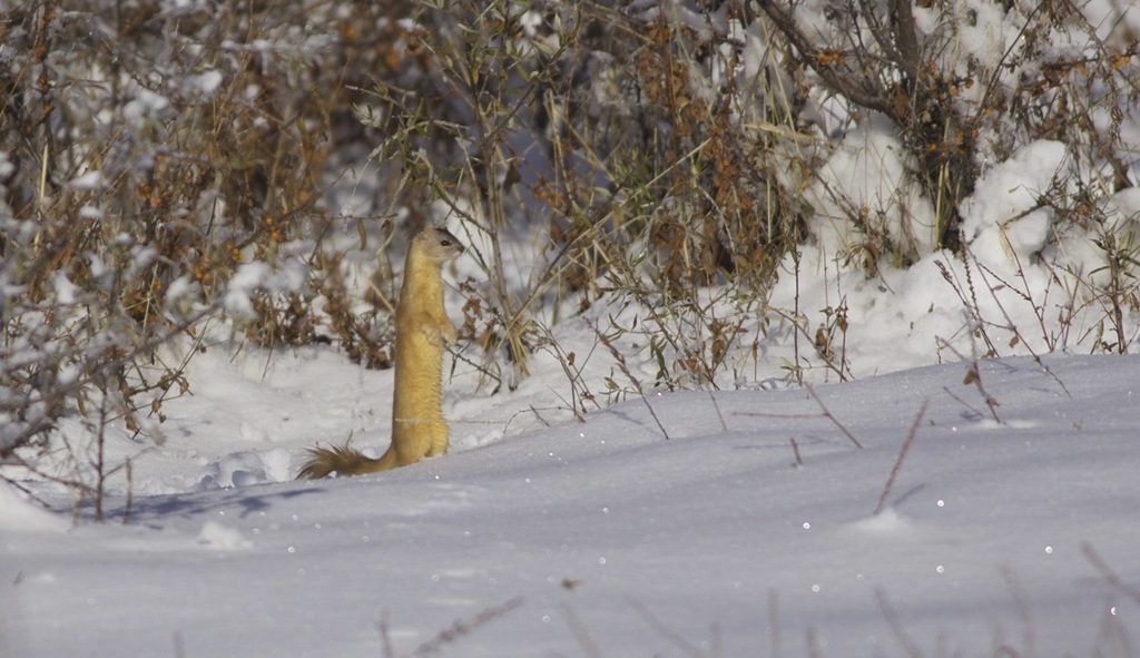 Mountain Weasel in November 2015 by Terry Townshend. Possibly the first ...