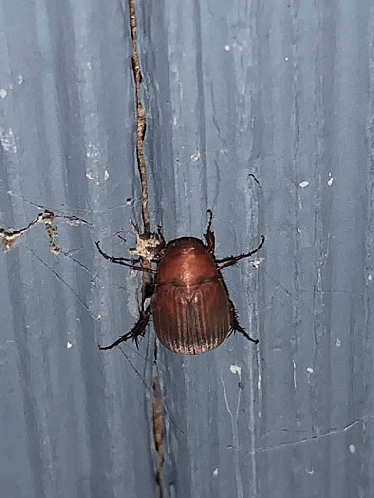 Asiatic Garden Beetle from W Laurel St, Georgetown, DE, US on August 12 ...
