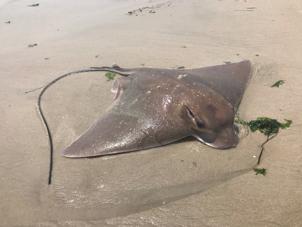 Bullnose Eagle Ray (Mississippi Saltwater Fish species ( Extended ...