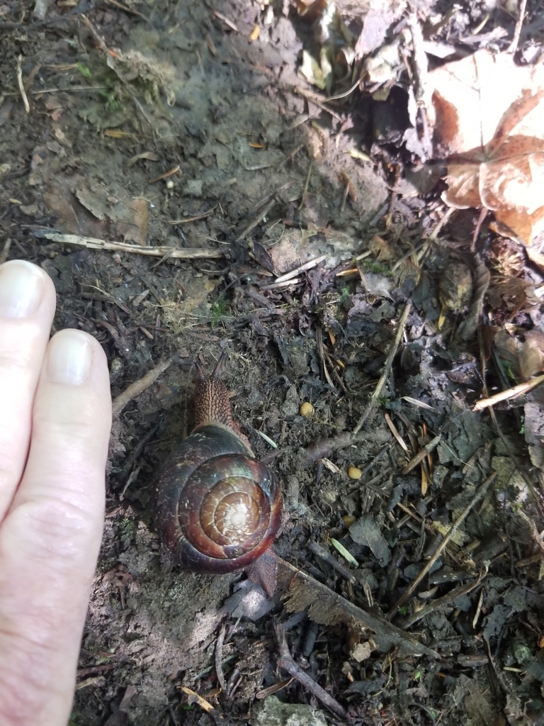 Pacific Sideband from Vernonia, OR 97064, USA on August 8, 2021 at 10: ...