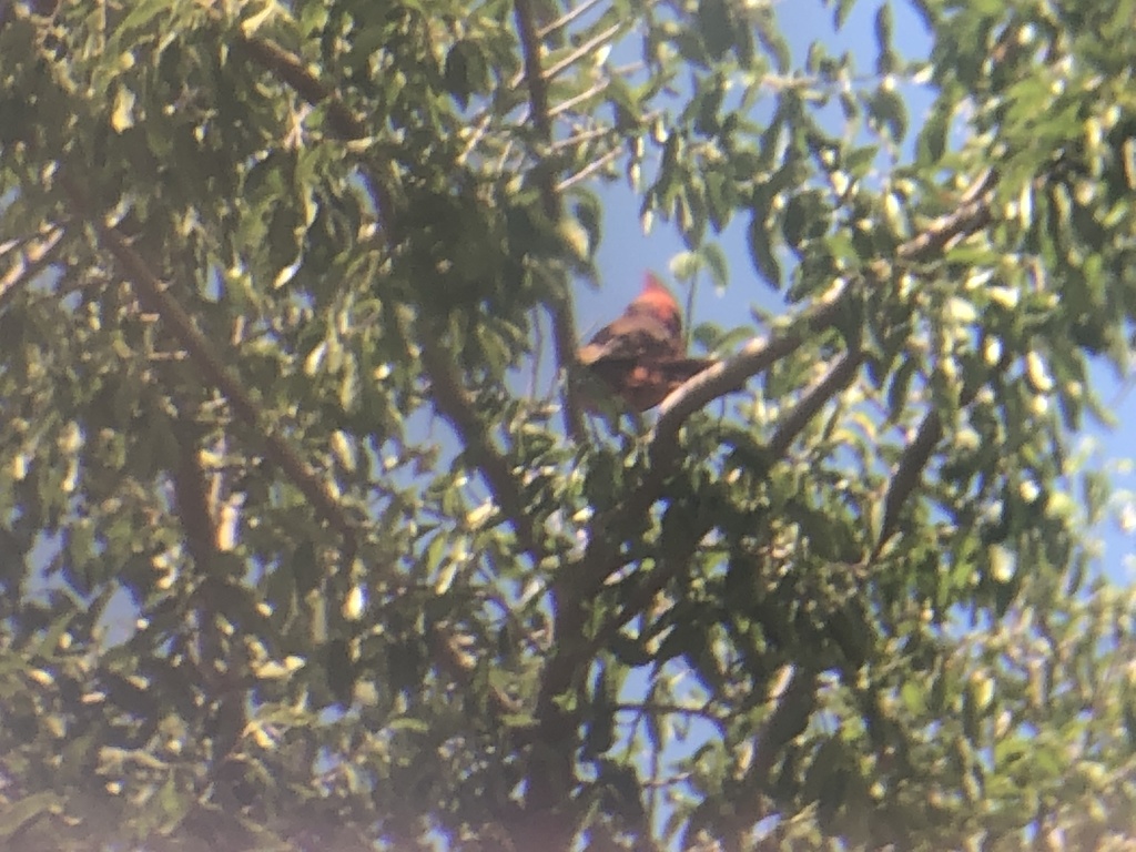 Northern Cardinal from Arizona - Sonora Desert Museum, Tucson, AZ, US ...