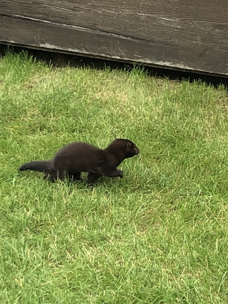 Alaskan Mink from Denali National Park & Preserve, AK, US on August 7 ...