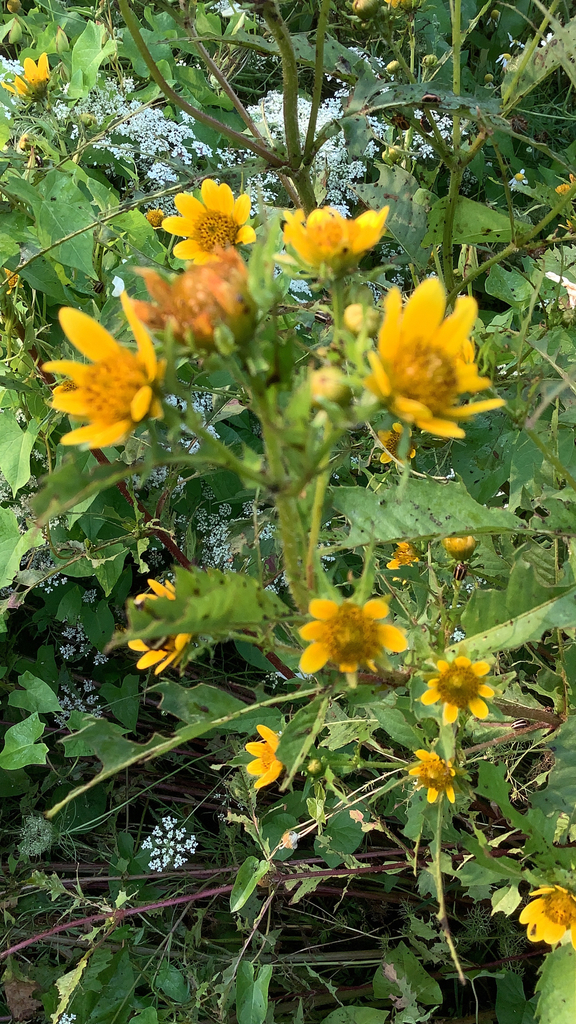 Vancouver Island beggarticks (Organisms of the Alouette Watershed ...