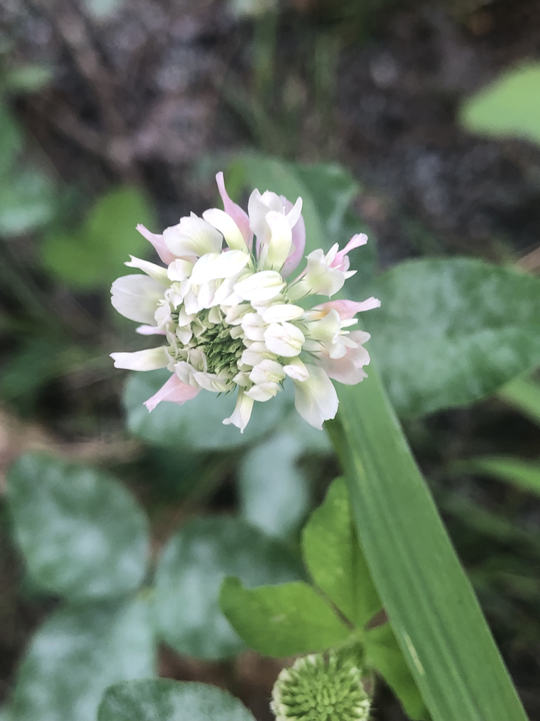 clovers from Main St, Acton, MA, US on August 8, 2021 at 11:38 AM by ...