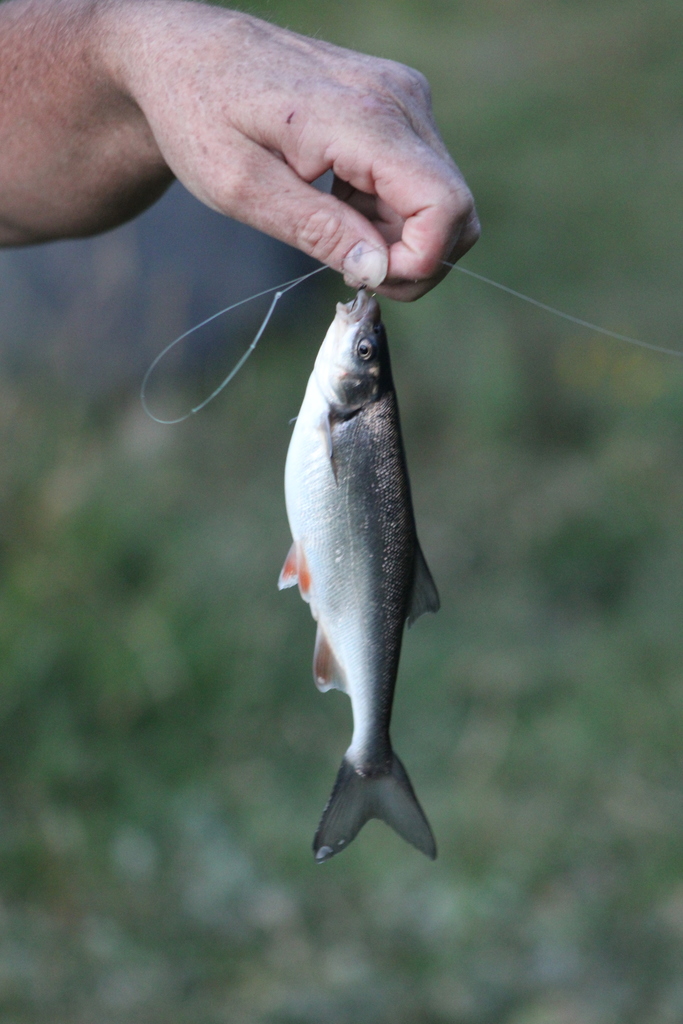 Chiselmouth from Baker County, OR, USA on August 09, 2021 at 08:12 PM ...