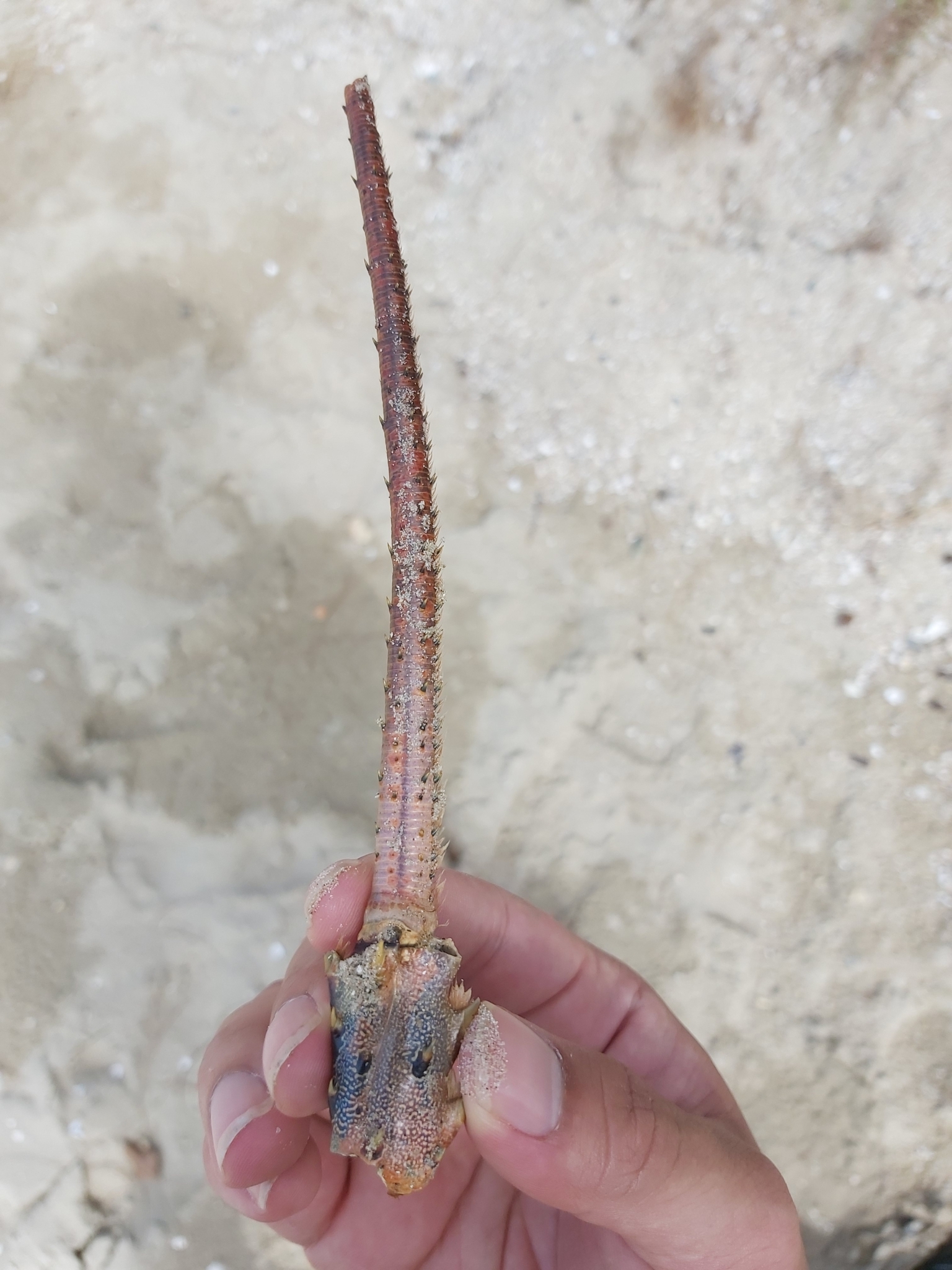 Panulirus ornatus (Fabricius, 1798)