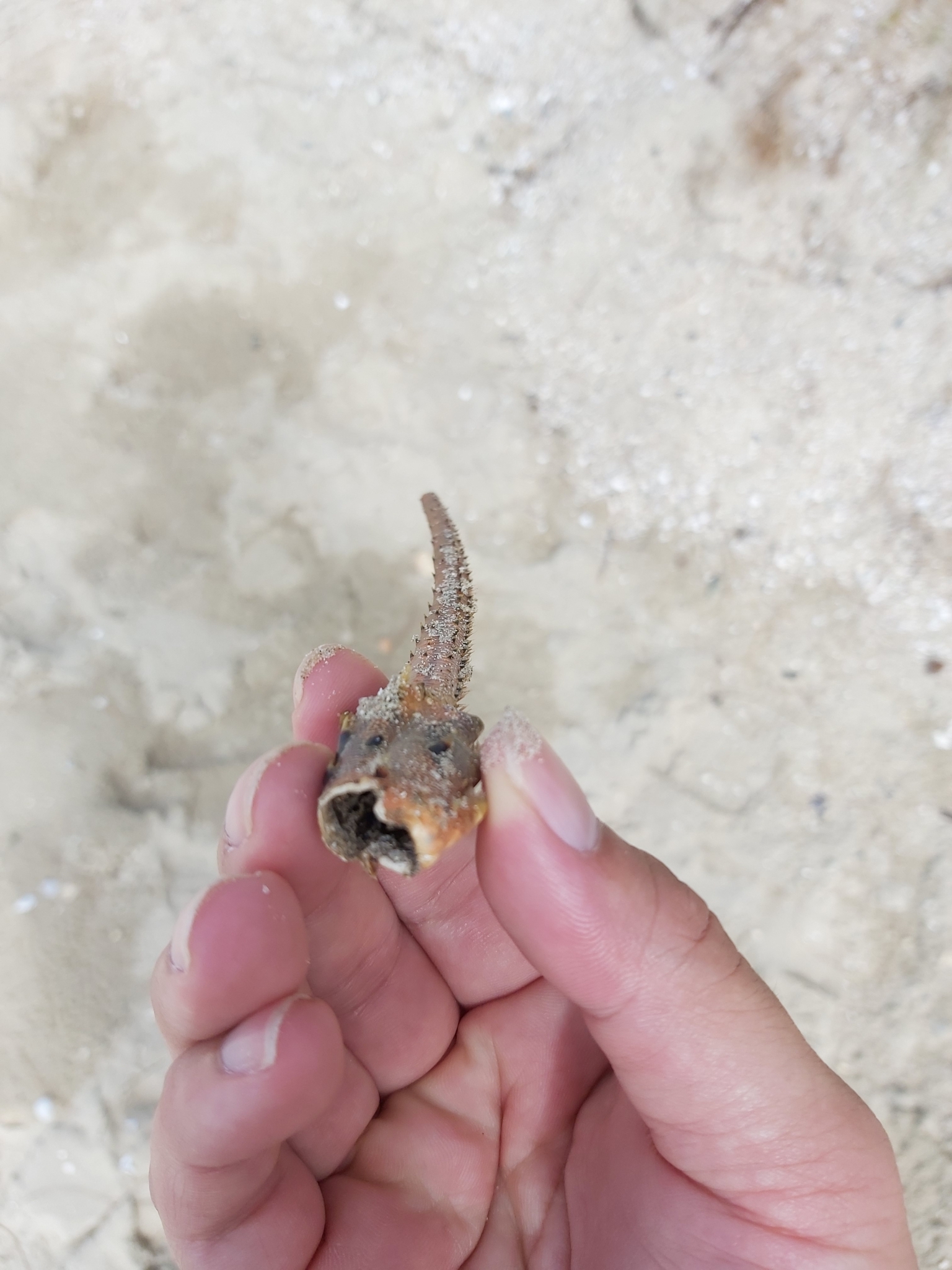 Panulirus ornatus (Fabricius, 1798)