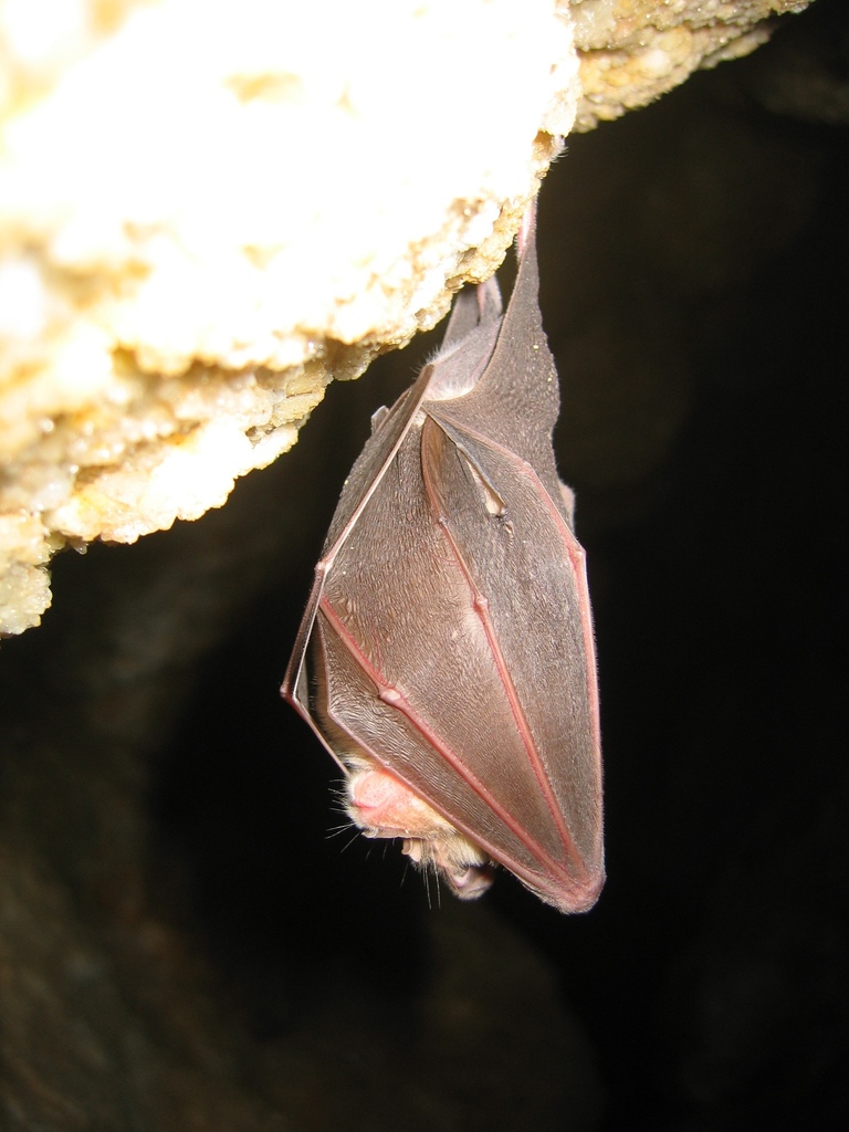 Greater Horseshoe Bat from Cittareale on May 1, 2011 by giulia_console ...