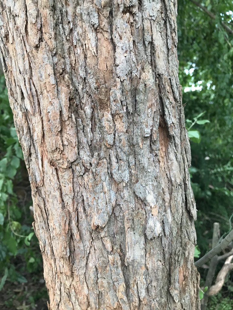 gum trees from Yeronga Memorial Park, Yeronga, QLD, AU on August 13 ...