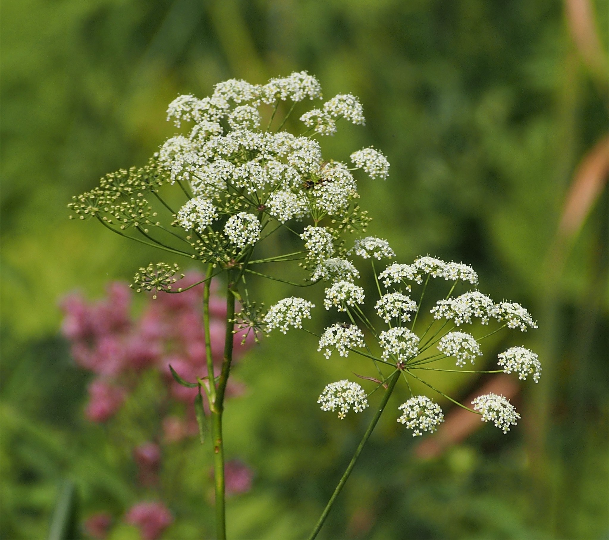 Week 2 Plant List · iNaturalist