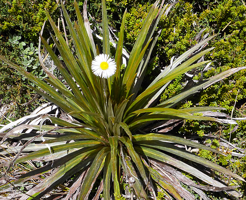 Armstrong's Mountain Daisy from Temple Basin Track, Arthur's Pass, NZ ...