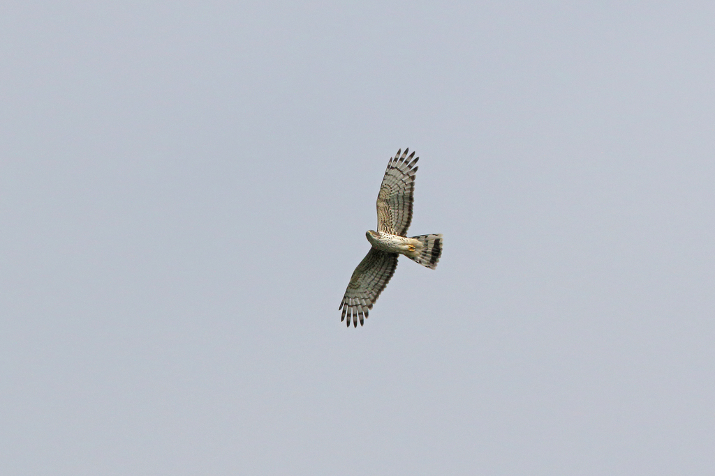 African Cuckoo-Hawk (Aviceda cuculoides) - Avian Discovery
