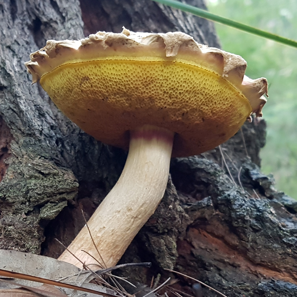 Boletellus ananiceps from Mount Kuring-Gai NSW 2080, Australia on April ...
