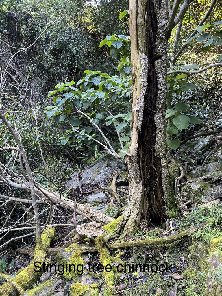 Giant Stinging Tree from Chinnock NSW 2550, Australia on August 13 ...