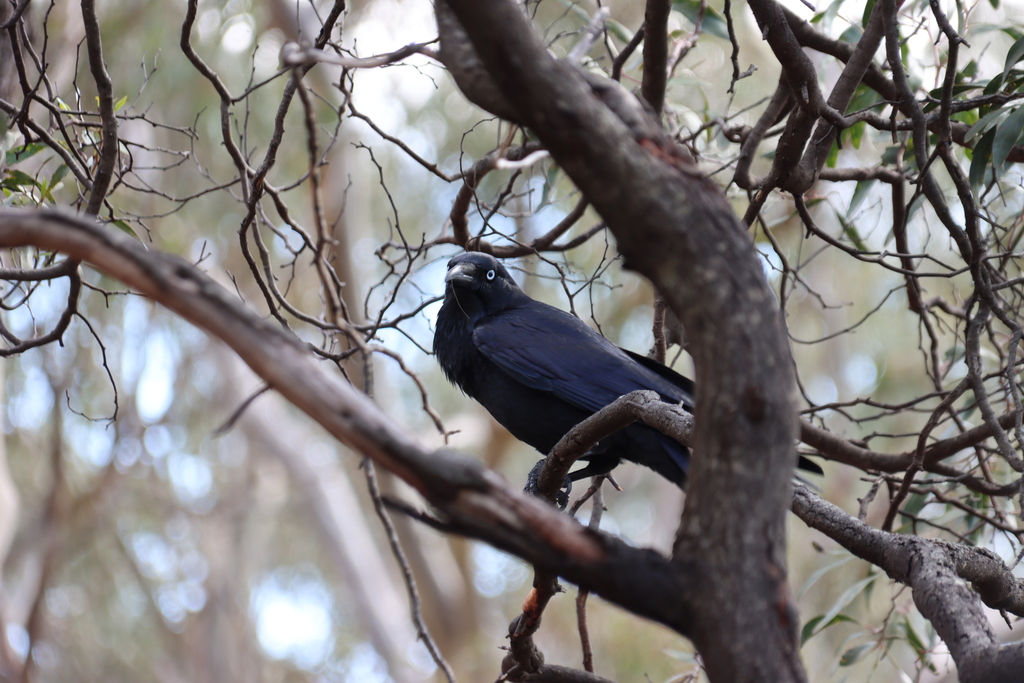Little Raven from Melbourne VIC, Australia on August 13, 2021 at 01:51 ...