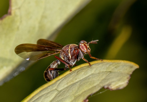 Dacus aequalis · NaturaLista Colombia
