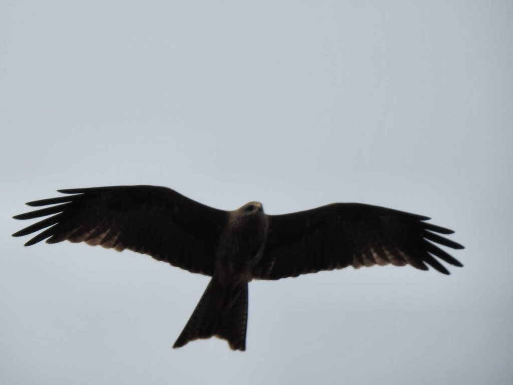 Black Kite from Temora NSW 2666, Australia on August 13, 2021 at 12:10 ...
