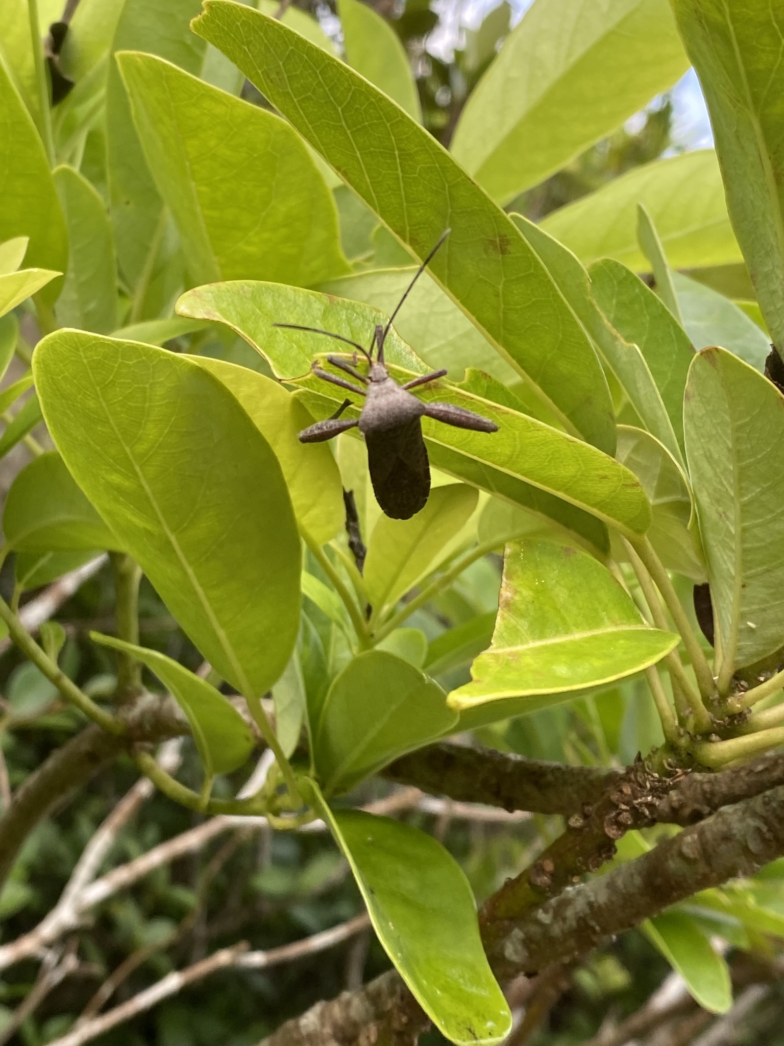 Mictis tenebrosa (Fabricius, 1787)