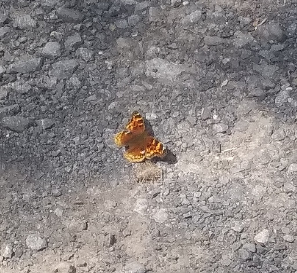 Nymphalis l-album j-album from Centre County, PA, USA on August 5, 2021 ...