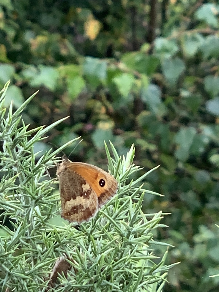 Gatekeeper from Whitehill, Bordon, England, GB on August 13, 2021 at 11 ...