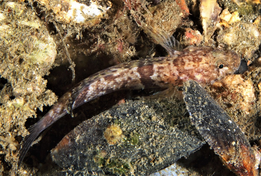 Flathead Goby (Fishes of Chowder Bay, Sydney, Australia) · iNaturalist