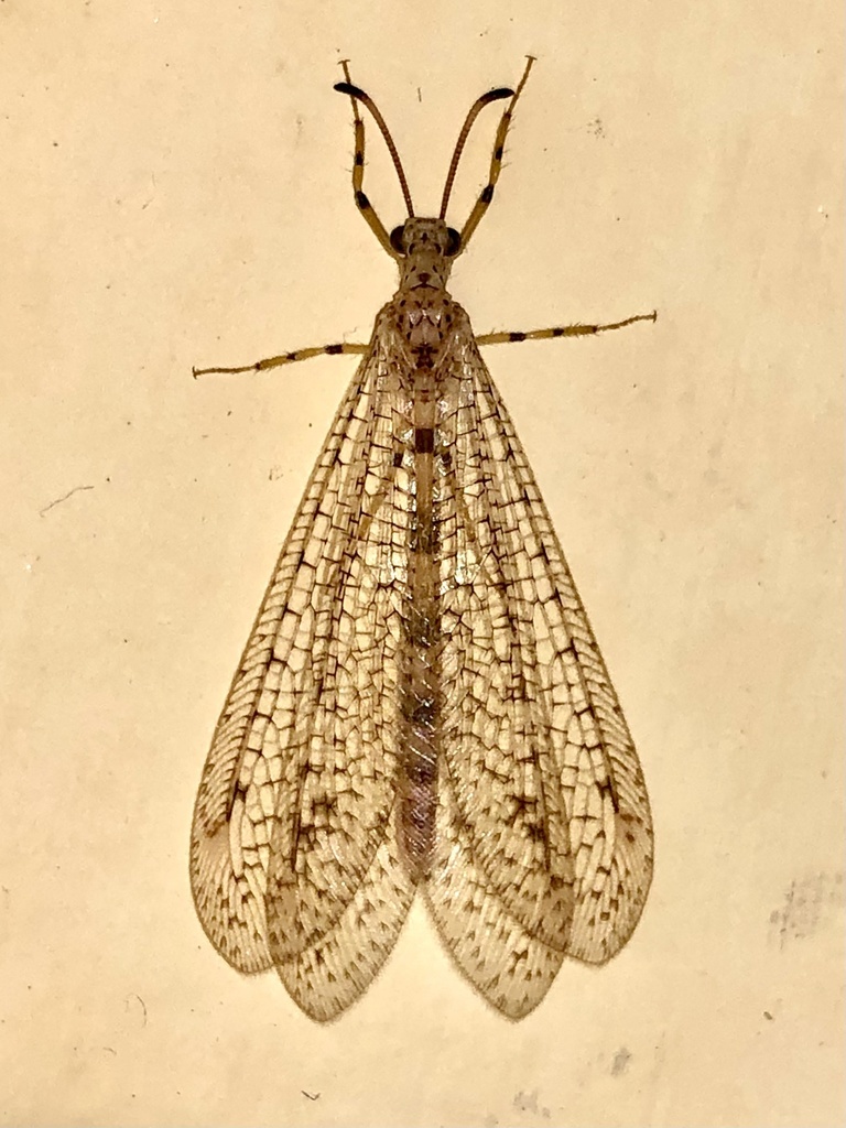 Tricholeon relictus from Carrer Gibraltar, Calp, Alicante, ES on August ...