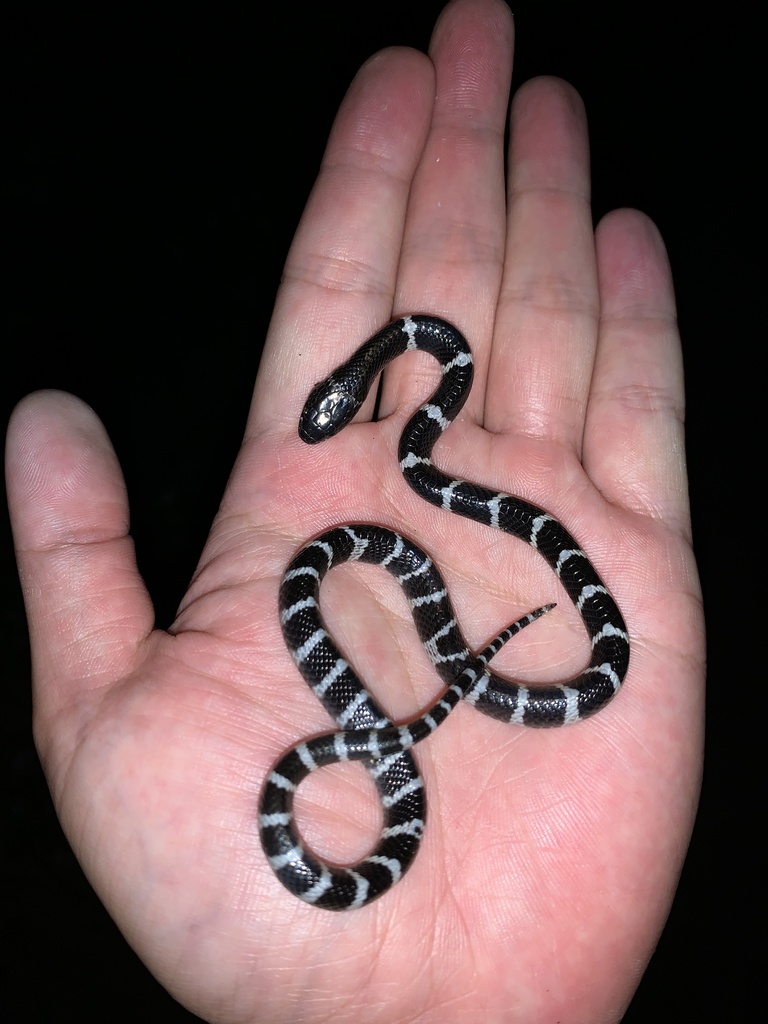 Many-banded Krait from Nanjing, Zhangzhou, Fujian, CN on August 12 ...