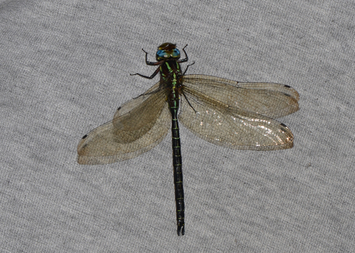 Cephalaeschna patrai · iNaturalist