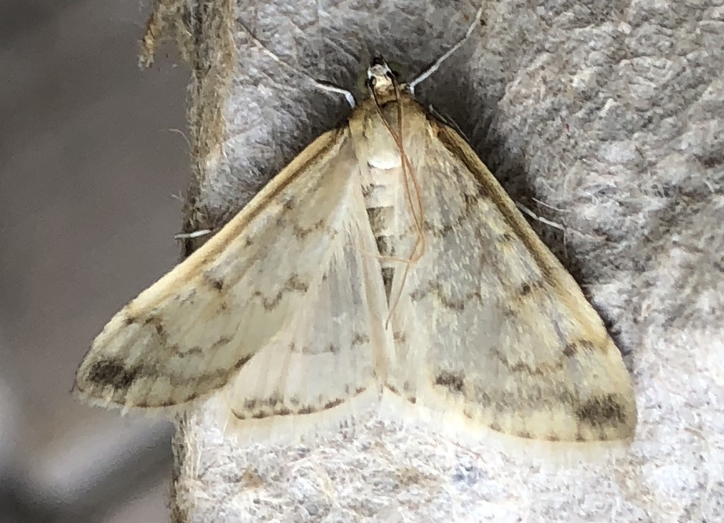 Hahncappsia pergilvalis from Wilmot-Easthope Rd, Wellesley, ON, CA on ...