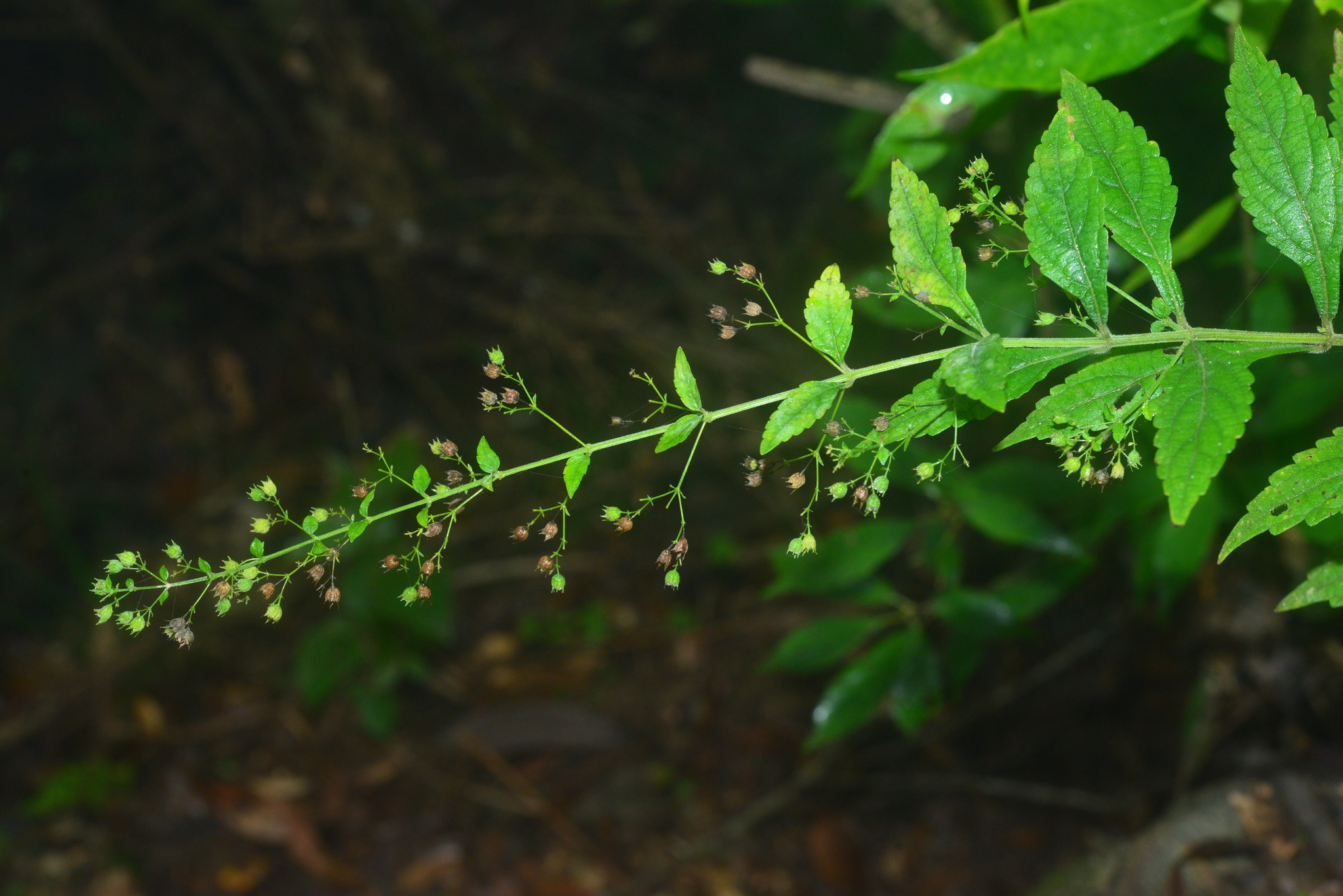 Isodon amethystoides (Benth.) H.Hara