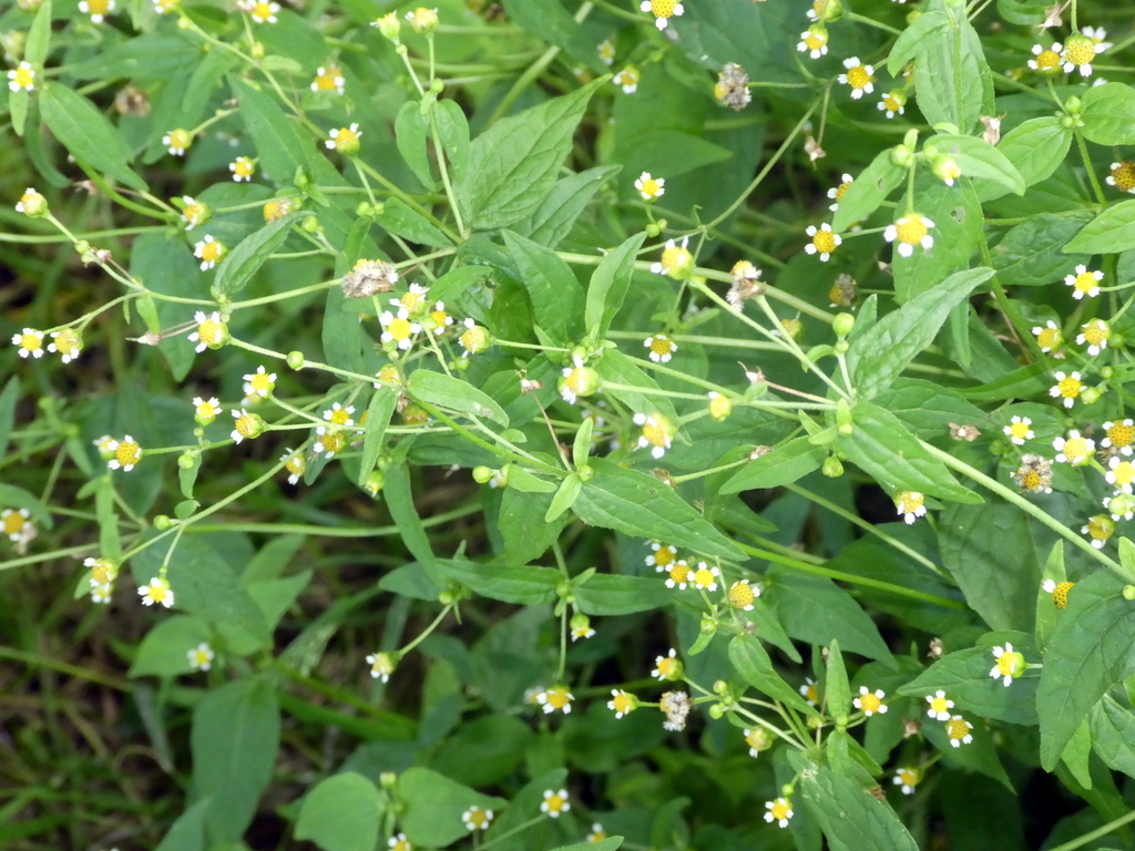 Gallant Soldier from 3927 Renswoude, Nederland on August 11, 2021 at 12 ...