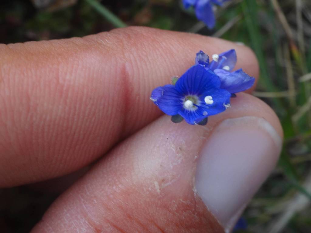 Rock Speedwell from Pyrénées-Orientales, Languedoc-Roussillon, France ...