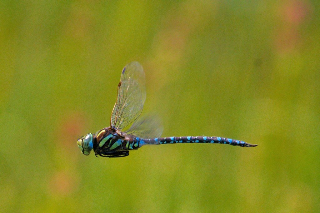 Sedge Darner from South Prairie Bog, Skamania County, WA on August 12 ...