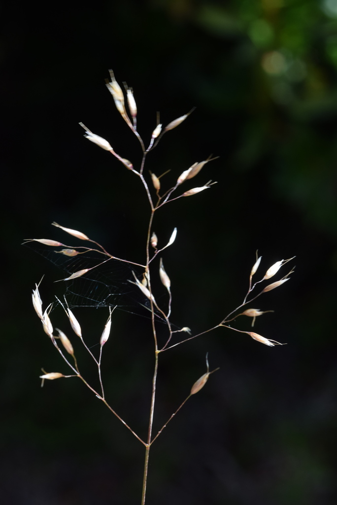 wavy hair-grass (Common Plants of Sand and Granitic Barren - South ...