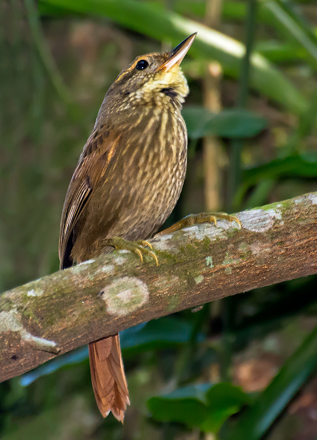 Ticotico Estriado (Guía de Aves de la isla La Fuente) · iNaturalist
