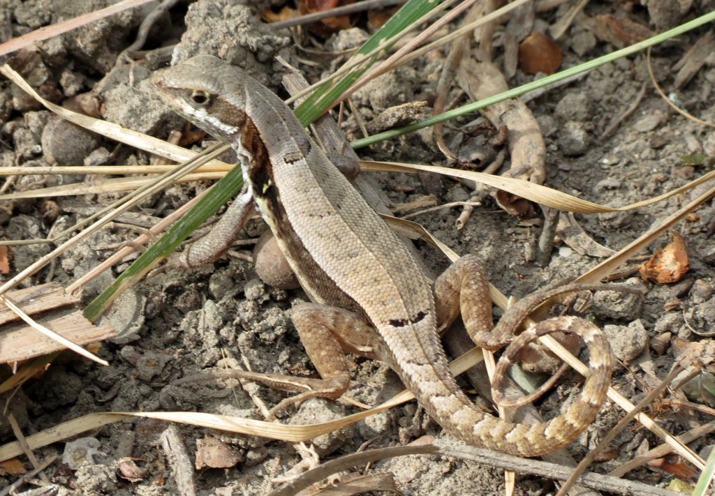Monte Verde Curlytail Lizard from Marea del Portillo, Cuba on March 29 ...