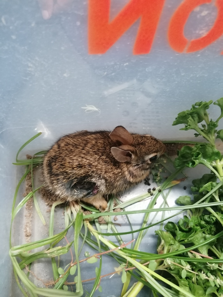 Mexican Cottontail from H, Crucecita, Oax., México on August 10, 2021 ...