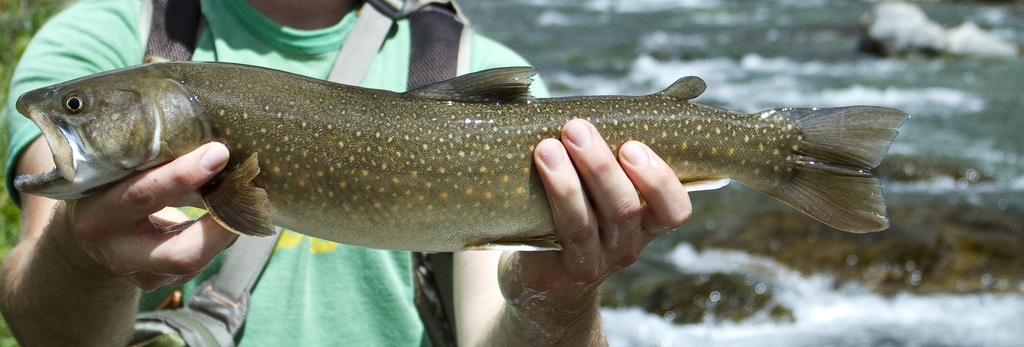 Bull Trout from Powell County, MT, USA on July 20, 2014 at 04:15 PM by ...