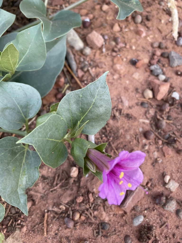 Colorado Four o'Clock (Mirabilis multiflora) - Botanical Realm