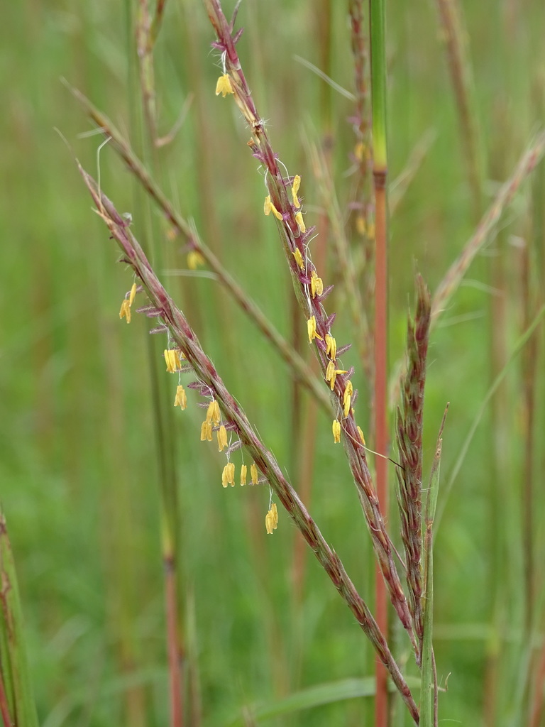 big bluestem in August 2021 by Samantha Heller. ? · iNaturalist