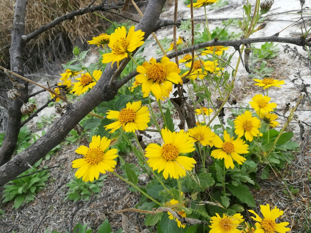 cowpen daisy from Álvarez, Centro de Lampazos de Naranjo, 65070 ...