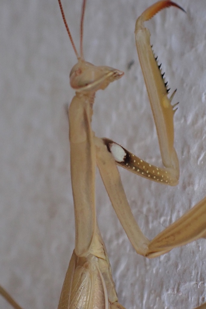 European Mantis from 29200 Antequera, Provinz Málaga, Spanien on August ...